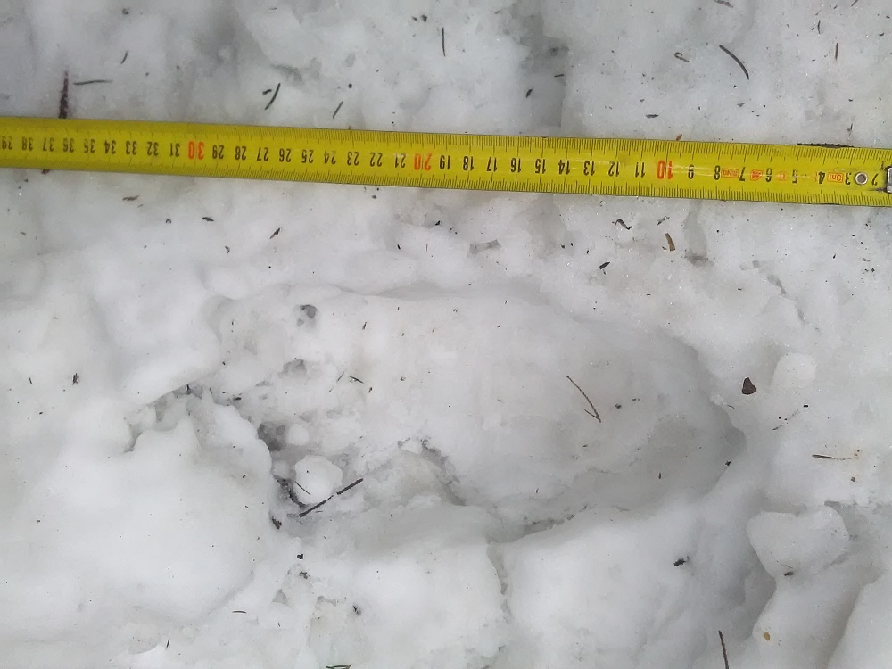 Zimný monitoring šeliem 2019 – výsledky – NP Malá Fatra