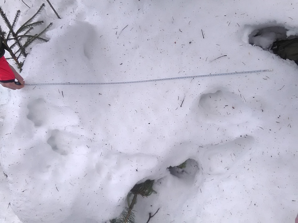 Zimný monitoring šeliem 2019 – výsledky – NP Malá Fatra