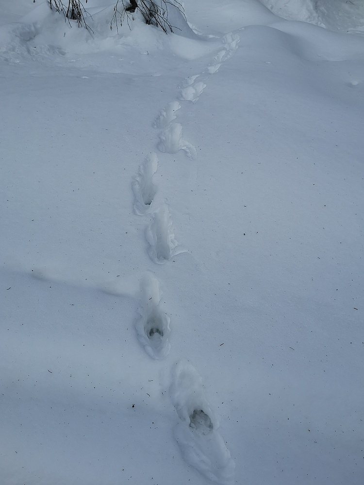 Zimný monitoring šeliem – NP Malá Fatra