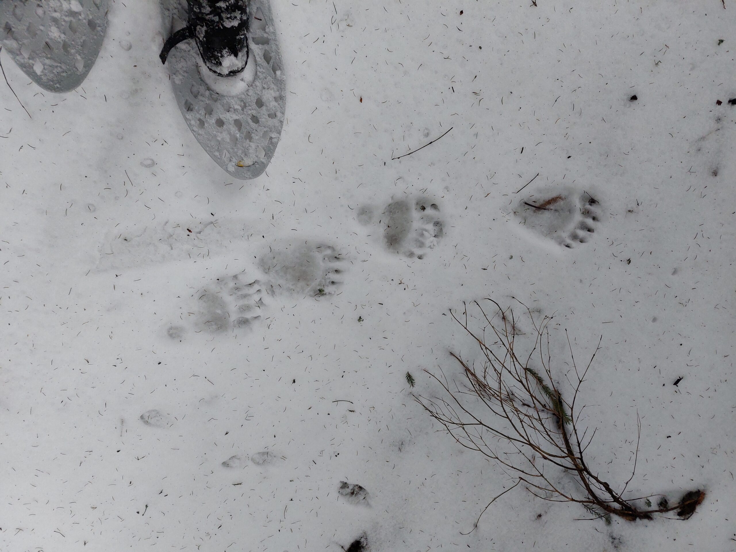 Správa z IX. zimného monitoringu šeliem v oblasti Malej Fatry – NP Malá ...